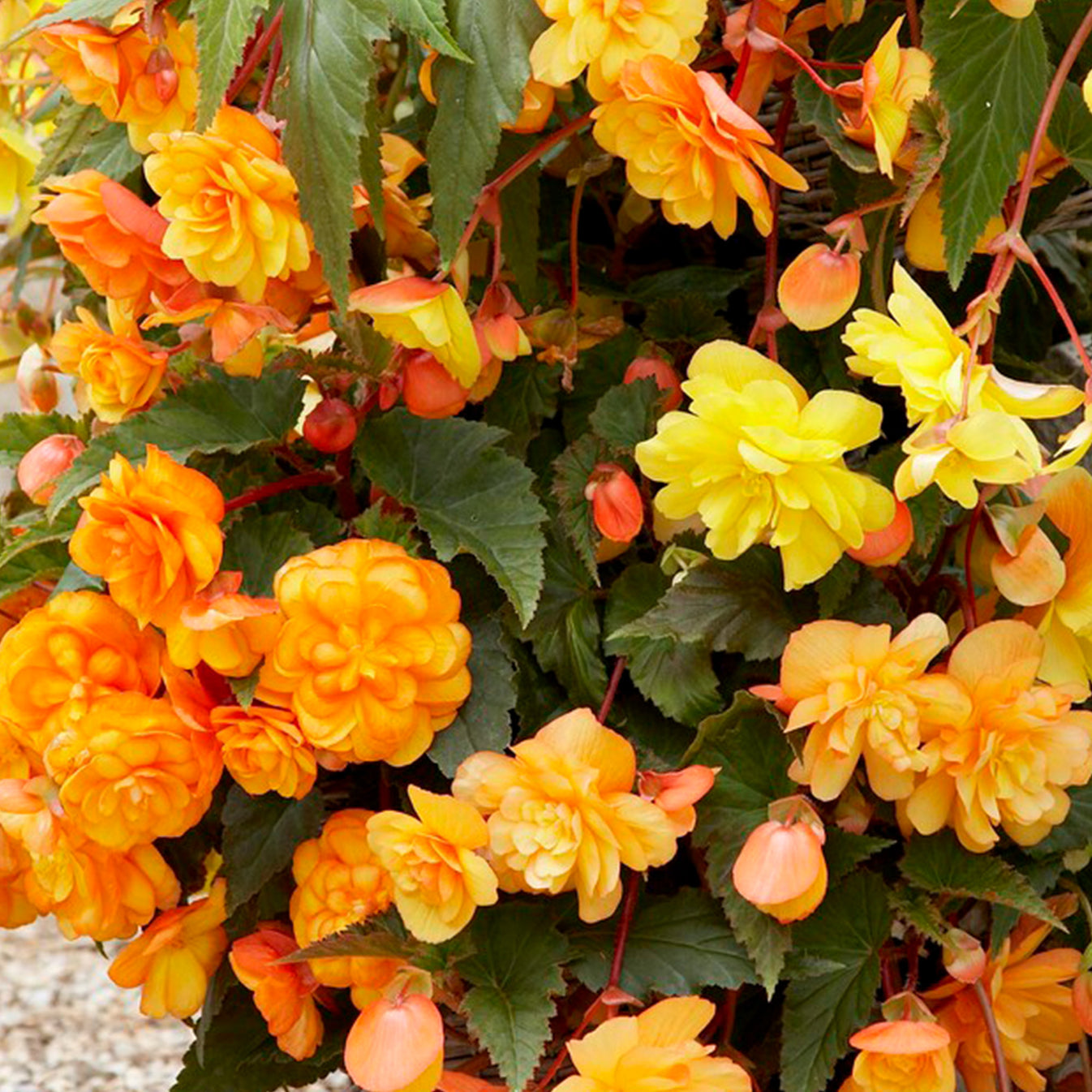 Begonia 'Trailing Apricot Shades' | Begonia Tuberous – Gardeners Dream
