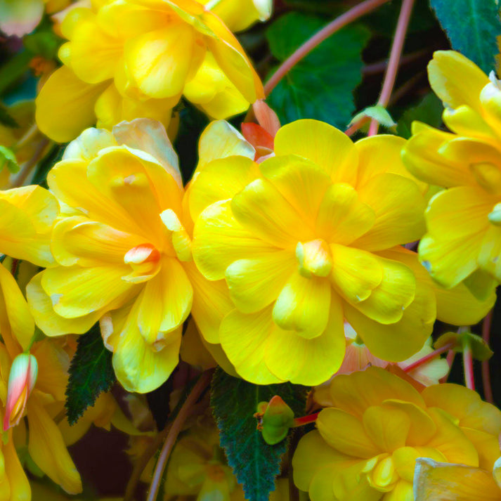 Begonia 'Trailing Lemon' | Begonia Tuberous – Gardeners Dream