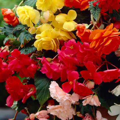 Begonia 'Trailing' Mix | Begonia Tuberous – Gardeners Dream
