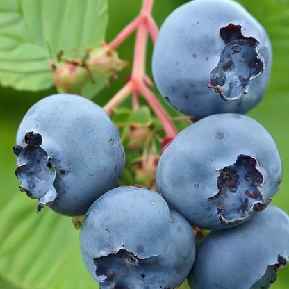 Blueberry 'Blue Jay' | Blueberry – Gardeners Dream