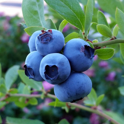 Blueberry 'Elizabeth' | Blueberry – Gardeners Dream