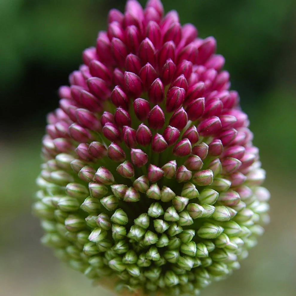 Allium sphaerocephalon | Round-Headed Leek – Gardeners Dream