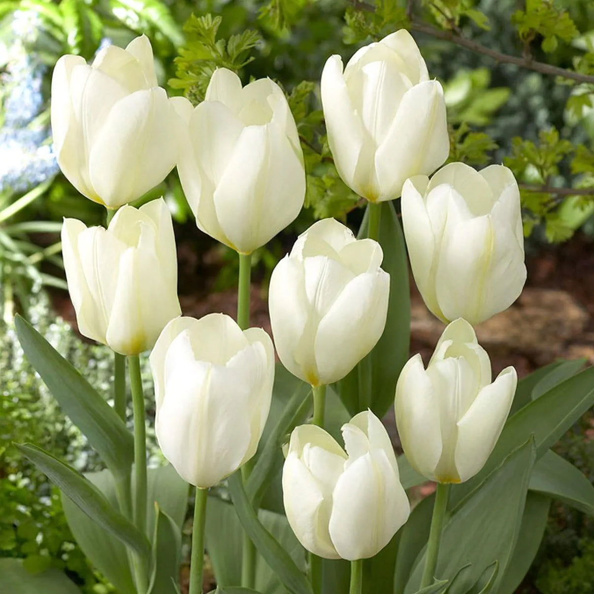Blue & White Border Mix | Mixed Varieties – Gardeners Dream