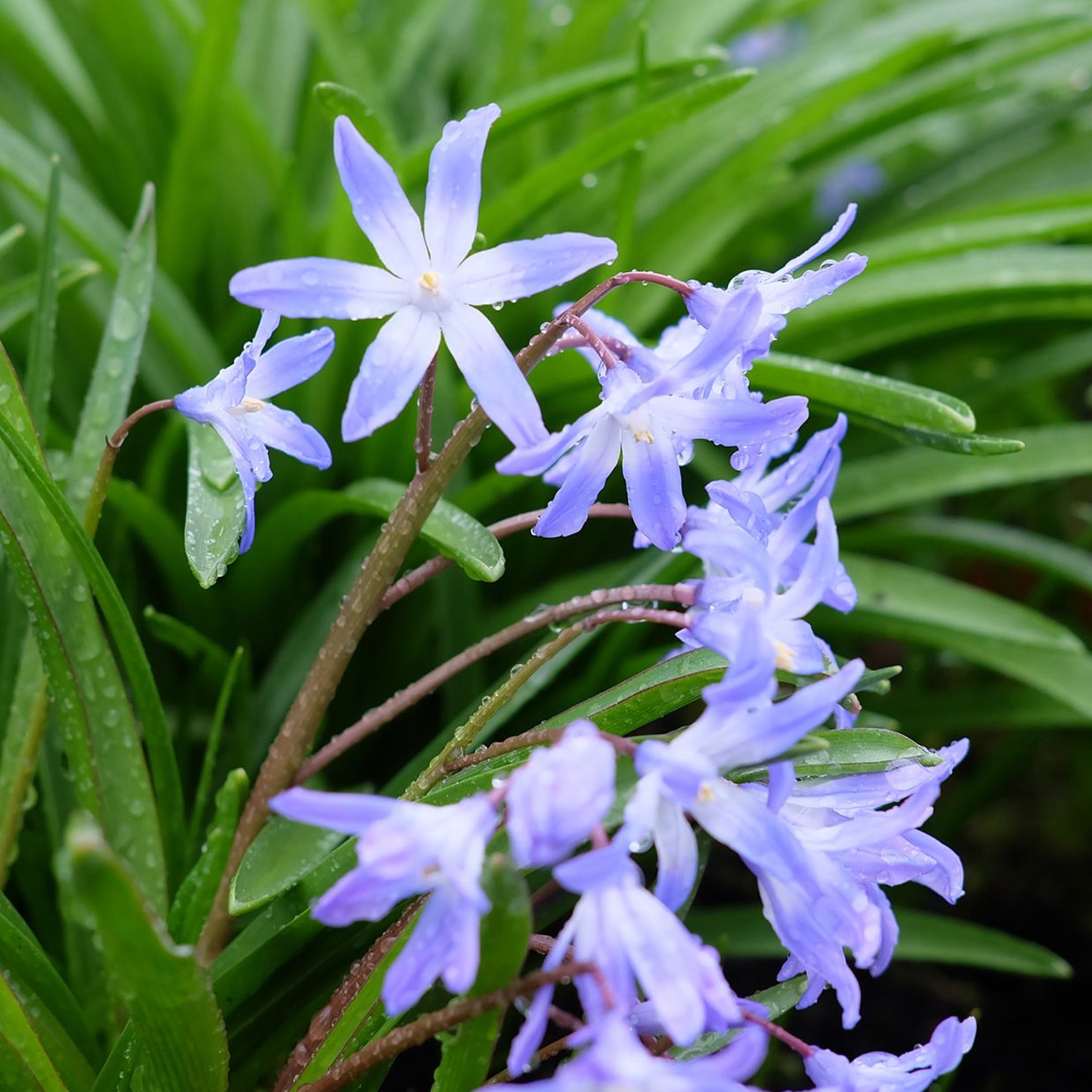 Chionodoxa luciliae | Glory of the Snow – Gardeners Dream