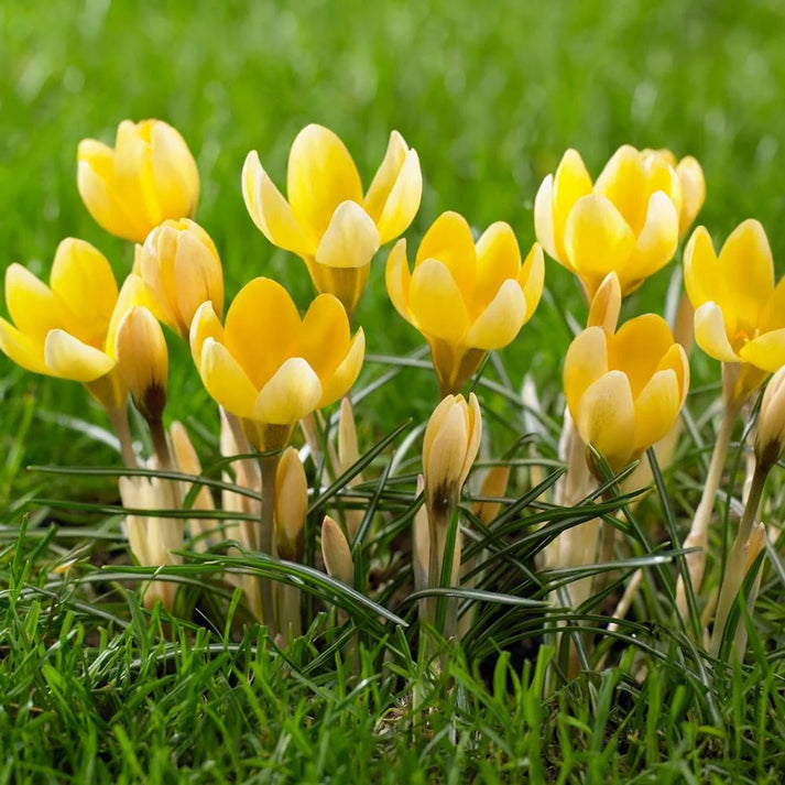 Crocus 'Romance' | Early Crocus – Gardeners Dream