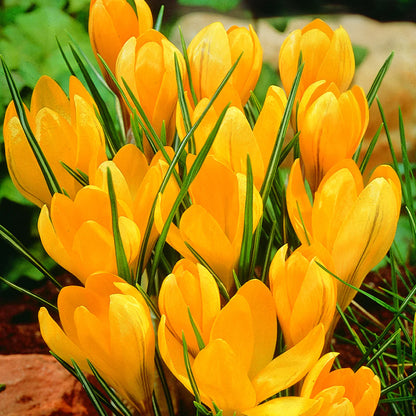 Crocus Yellow Mammoth | Large-Flowering Yellow Crocus – Gardeners Dream