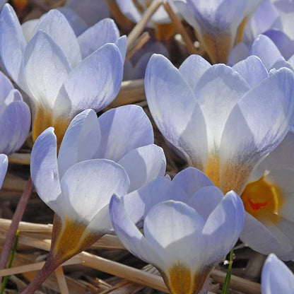Crocus biflorus 'Blue Pearl' | Early Crocus – Gardeners Dream