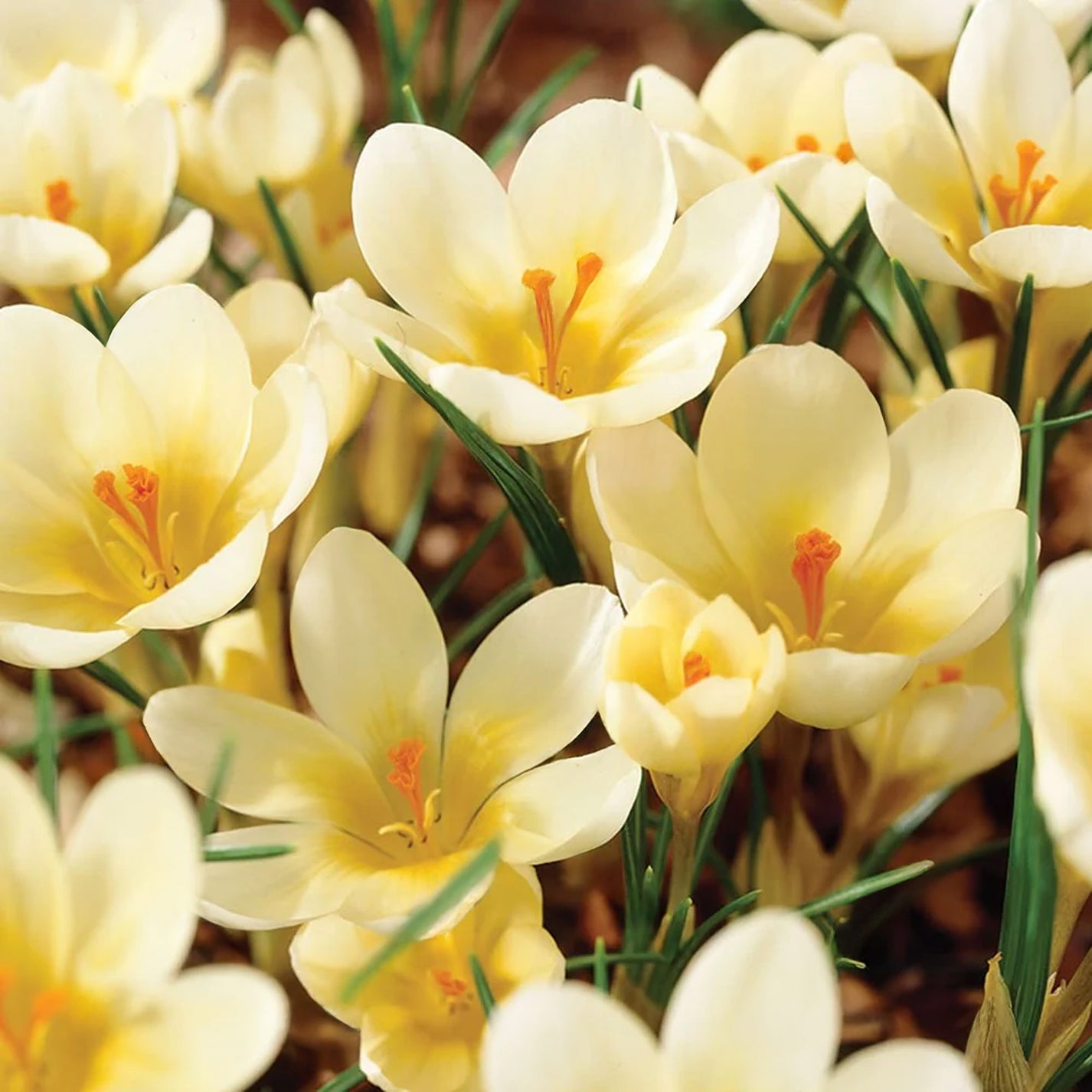 Crocus chrysanthus 'Cream Beauty' | Species Crocus – Gardeners Dream