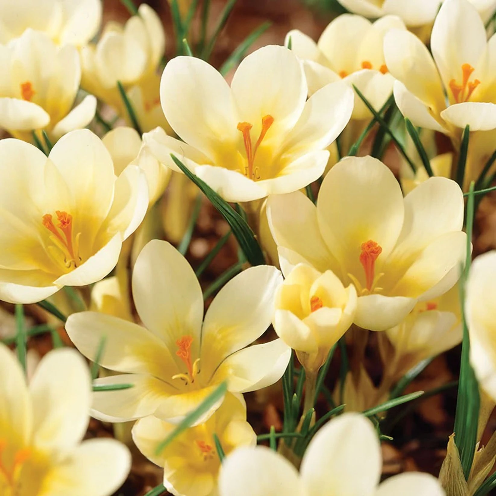 Crocus chrysanthus 'Cream Beauty' | Species Crocus – Gardeners Dream