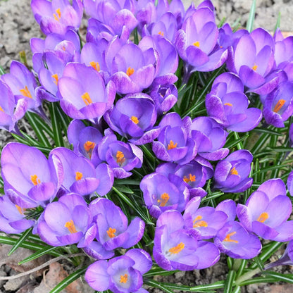 Crocus sativus | Saffron Crocus – Gardeners Dream