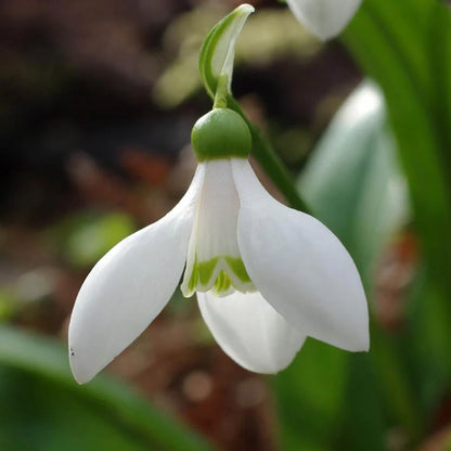 Galanthus woronowii | Giant Snowdrop – Gardeners Dream