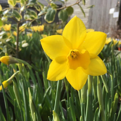 Narcissus 'Sweetness' | Jonquilla Daffodil – Gardeners Dream
