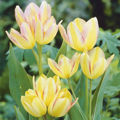 Tulip 'Antoinette' | Single Late Tulip – Gardeners Dream
