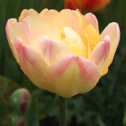 Tulip 'Crème Upstar' | Double Late Tulip – Gardeners Dream