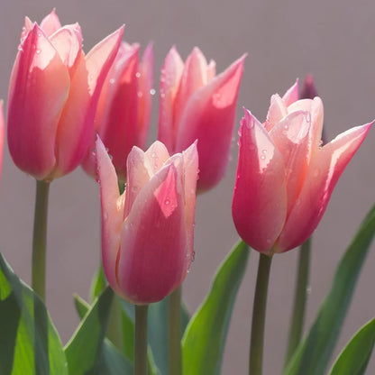 Tulip 'Sanne' | Triumph Tulip – Gardeners Dream