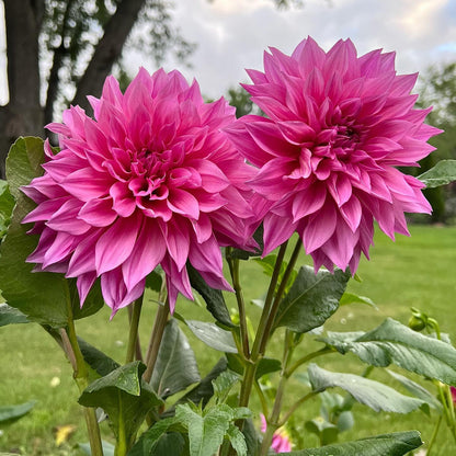 Dahlia Cafe Au Lait Rose Bulbs - Large Pink Summer Flowers – Gardeners ...