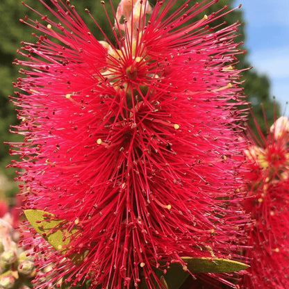 Callistemon 'Inferno' Patio Tree | Bottlebrush Tree – Gardeners Dream