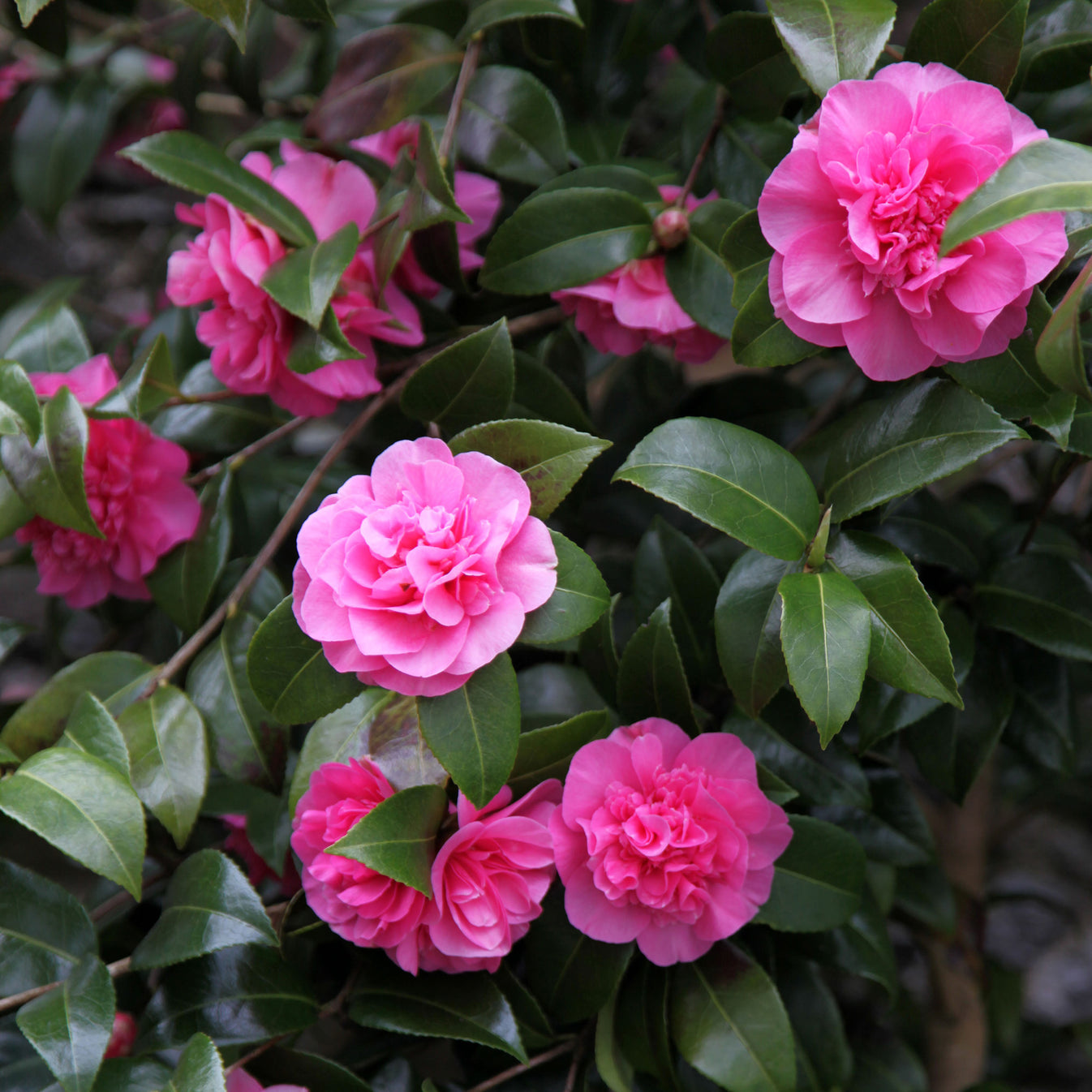 Camellia 'Debbie' | Common Camellia – Gardeners Dream