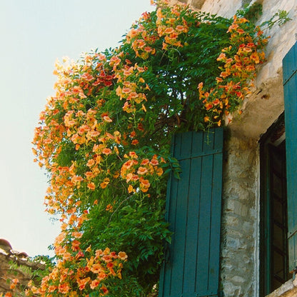 Campsis 'Flava' | Yellow Trumpet Vine – Gardeners Dream