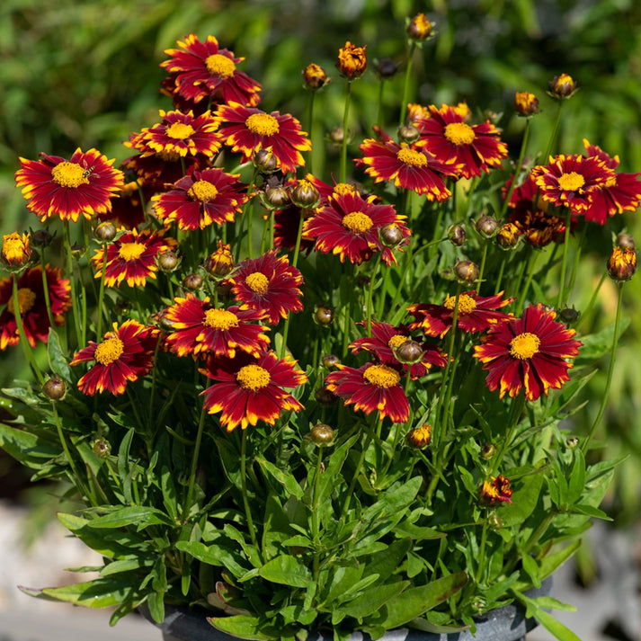 Coreopsis 'UpTick Red' | Tickseed – Gardeners Dream