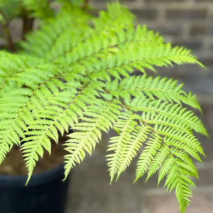 Cyathea cooperi | Lacy Tree Fern – Gardeners Dream