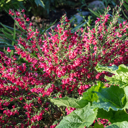 Cytisus 'Boskoop Ruby' | Broom Plant – Gardeners Dream