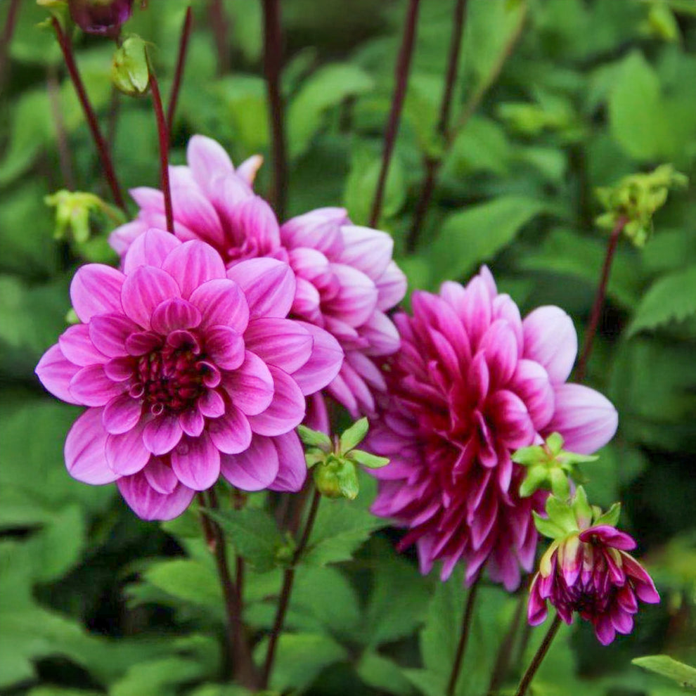 Dahlia Blue Bell Bulbs - Striking Purple Summer Flowers – Gardeners Dream