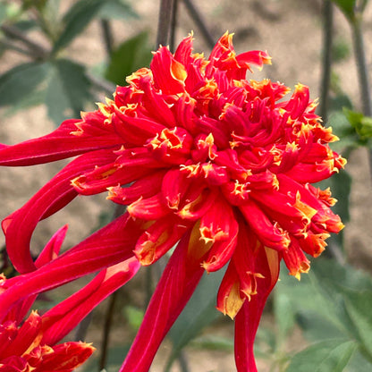 Dahlia Octopus Sparkle Bulbs - Unusual Summer Flowers – Gardeners Dream