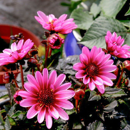 Dahlia Pretty Woman Bulbs - Pink Outdoor Summer Flowers – Gardeners Dream