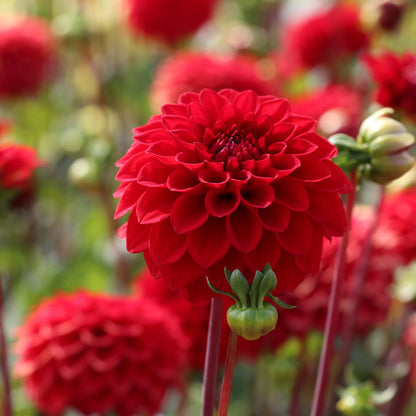 Dahlia Red Cap Bulbs - Bright Red Pompom Summer Flowers – Gardeners Dream