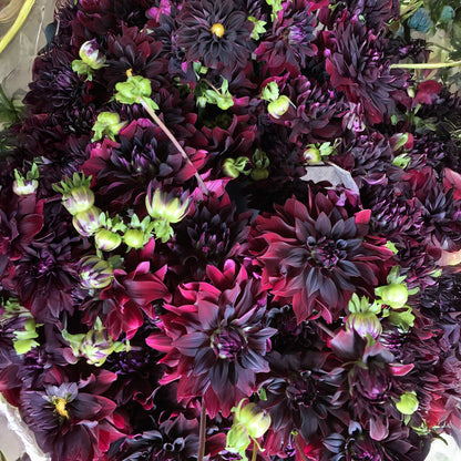 Dahlia Rip City Bulbs - Dramatic, Dark Summer Flowers – Gardeners Dream
