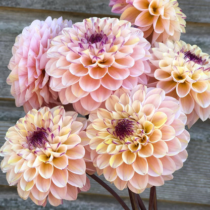 Dahlia Wine-Eyed Jill Bulbs - Striking Summer Flowers – Gardeners Dream