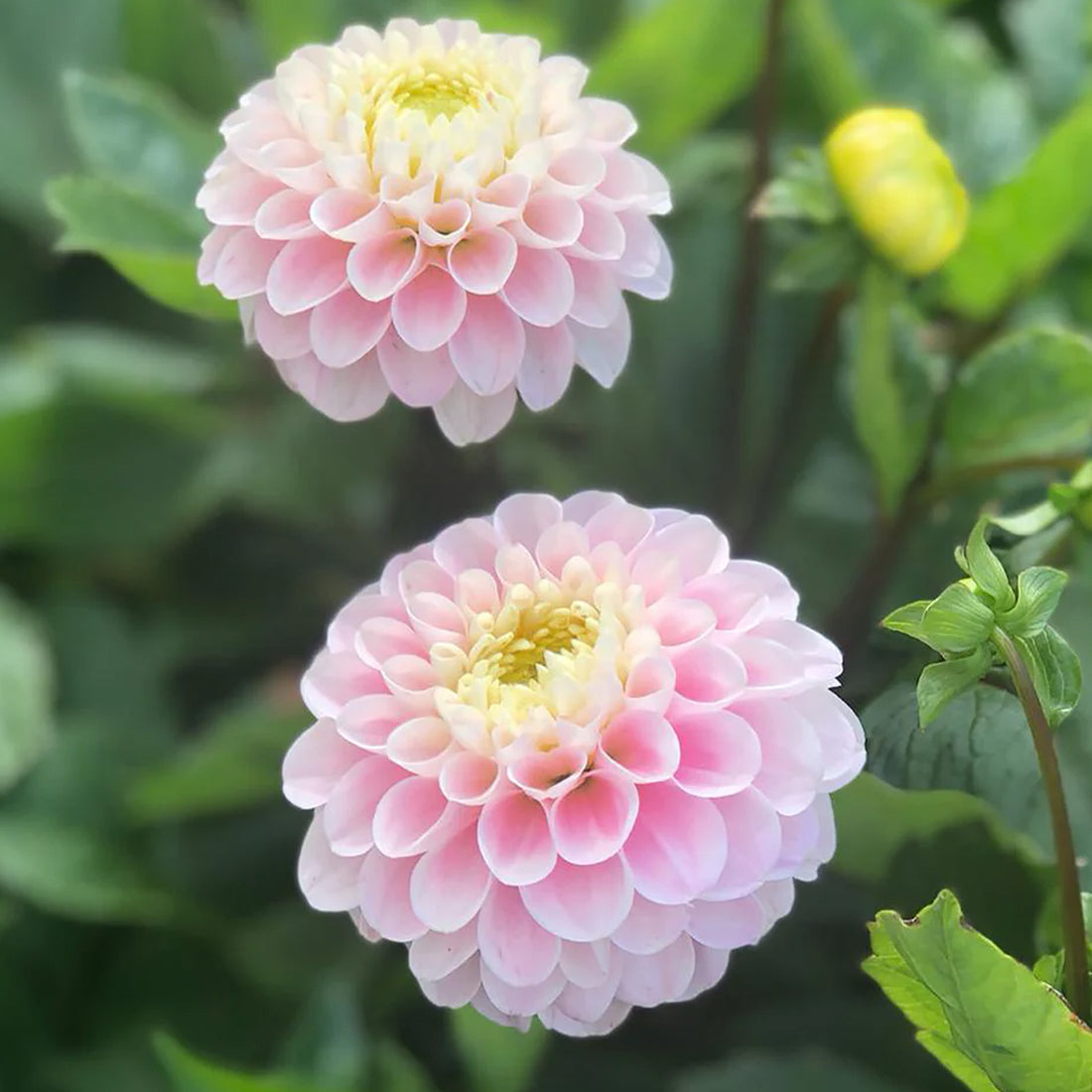 Dahlia Wizard of Oz Bulbs - Soft Pink Pompom Summer Flowers – Gardeners ...