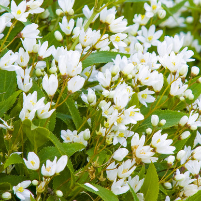 Deutzia 'Nikko' | Japanese Snow Flower – Gardeners Dream