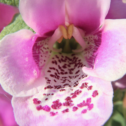 Digitalis 'Dalmatian Rose' | Foxglove – Gardeners Dream