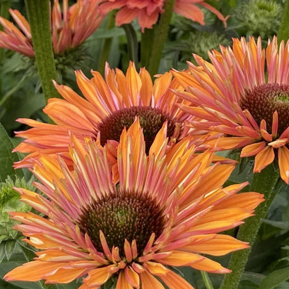 Echinacea 'SunSeekers Rainbow' | Coneflower – Gardeners Dream