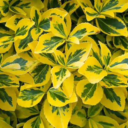 Euonymus 'Emerald n Gold' Patio Tree | Fortune's Spindle Tree ...
