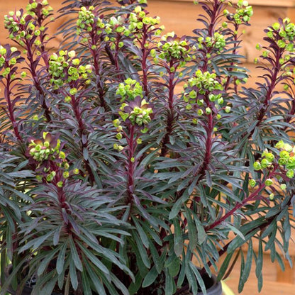 Euphorbia 'Miner's Merlot' | Spurge – Gardeners Dream