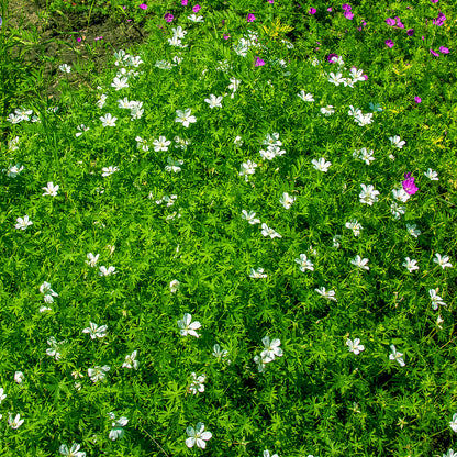 Geranium 'Album' | Cranesbill – Gardeners Dream