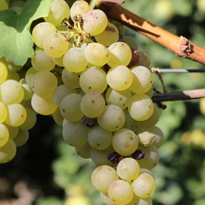 Grape 'Bacchus' | Grape – Gardeners Dream