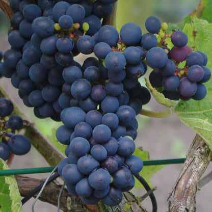 Grape 'Cabernet Sauvignon' | Grape – Gardeners Dream