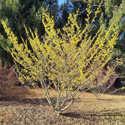 Hamamelis 'Pallida' | Free UK Delivery Over £50 – Gardeners Dream