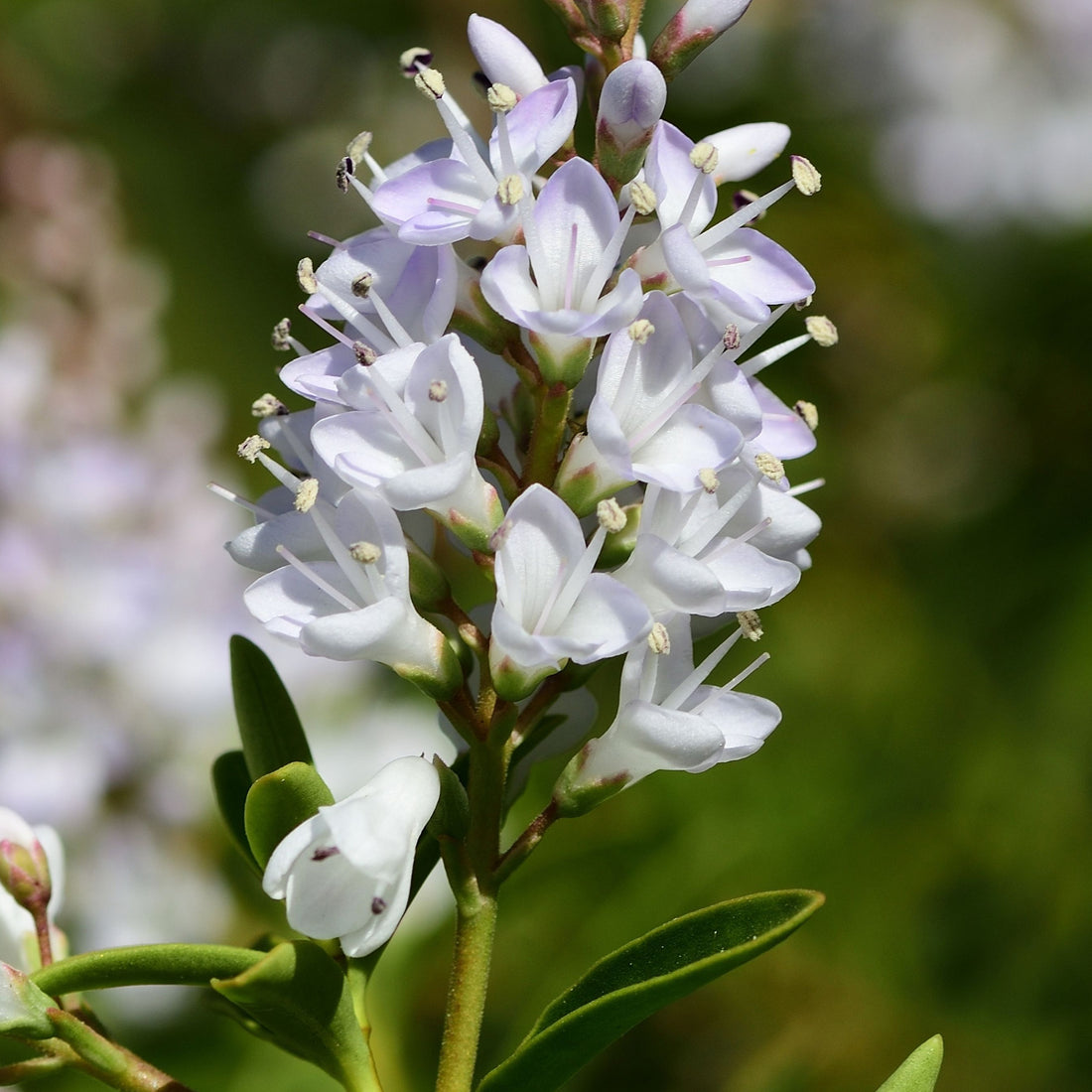 Hebe 'White Gem' | Shrubby Veronica – Gardeners Dream