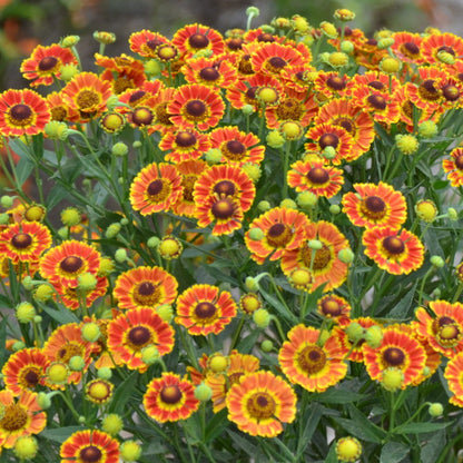 Helenium 'Mariachi Fuego' | Sneezeweed – Gardeners Dream