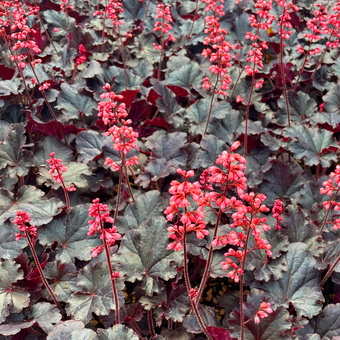 Heuchera 'Timeless Night' | Coral Bells – Gardeners Dream