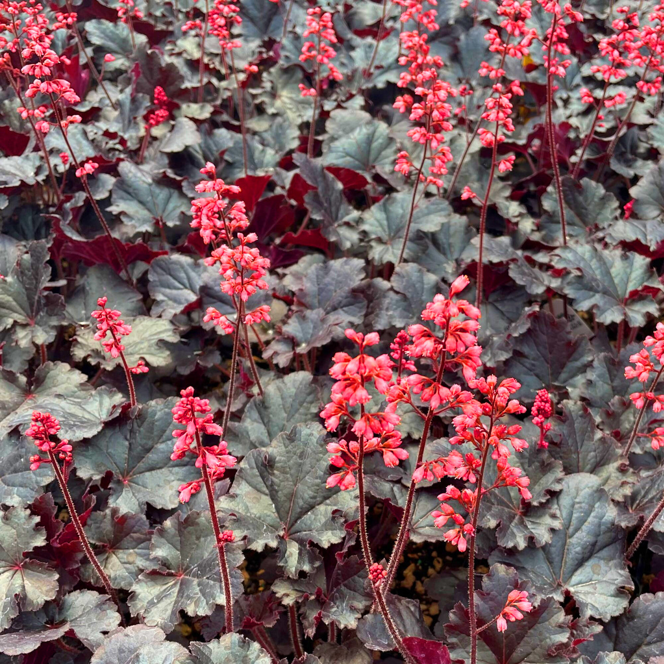 Heuchera 'Timeless Night' | Coral Bells – Gardeners Dream