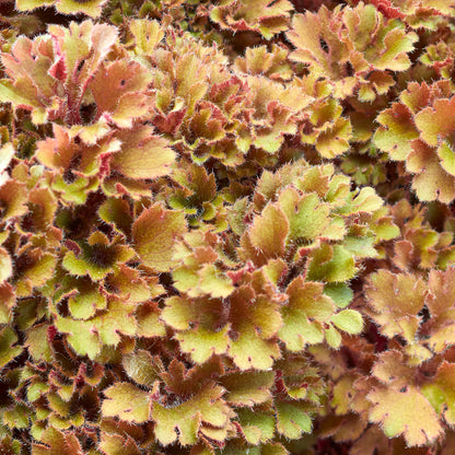 Heuchera 'Frilly' | Coral Bells – Gardeners Dream