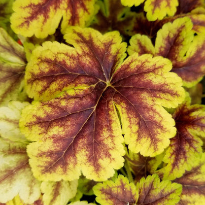 Heuchera 'Gold Zebra' | Outdoor Plants – Gardeners Dream