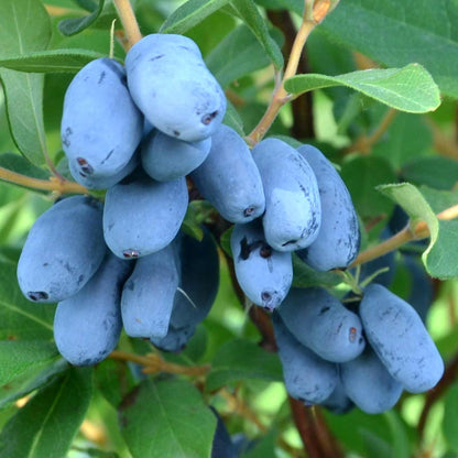 Honeyberry 'Boreal Beast' | Honeyberry – Gardeners Dream