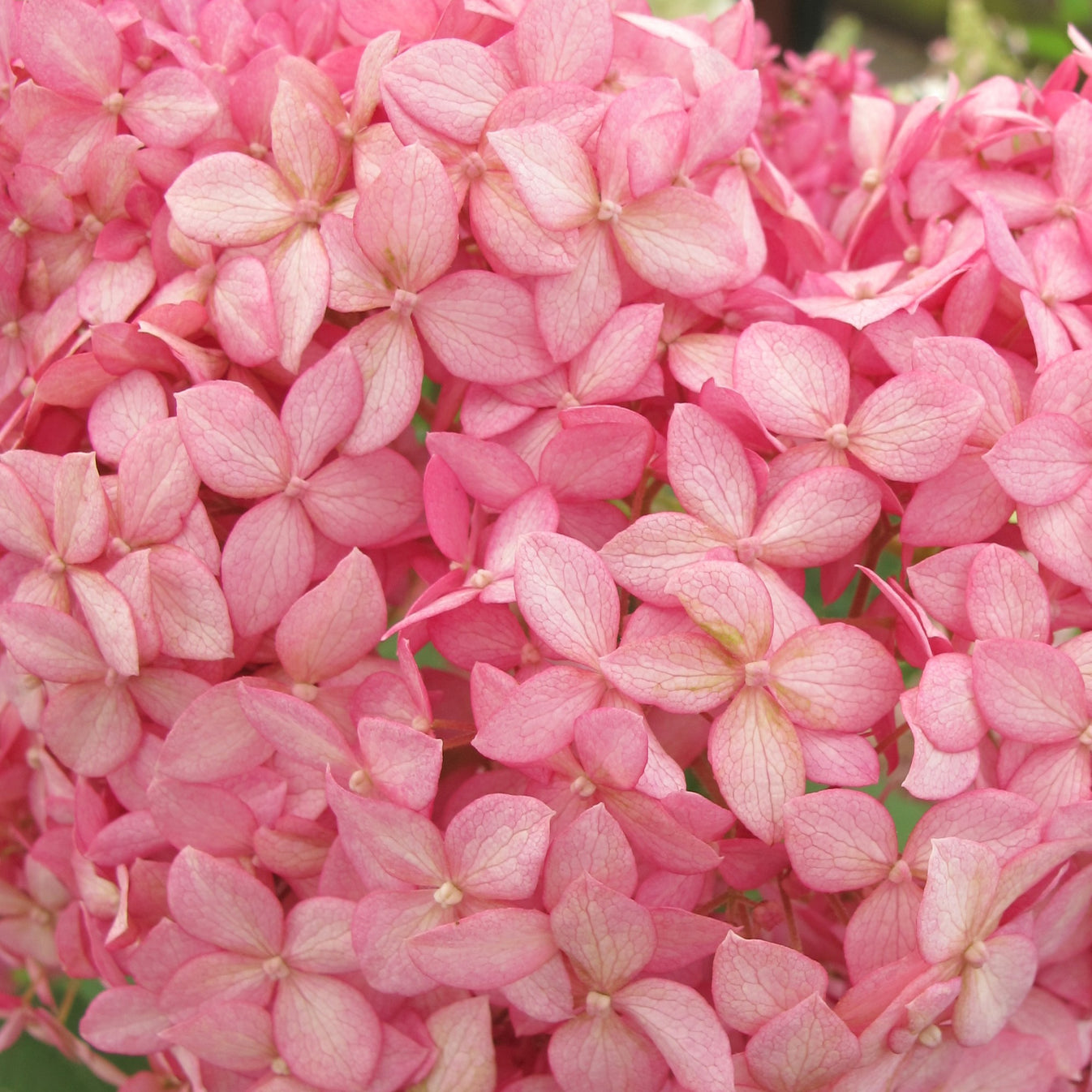 Hydrangea 'Pink Annabelle' | Free UK Delivery Orders Over £50 ...